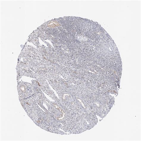 Tissue Expression Of Nppc Staining In Ovary The Human Protein Atlas