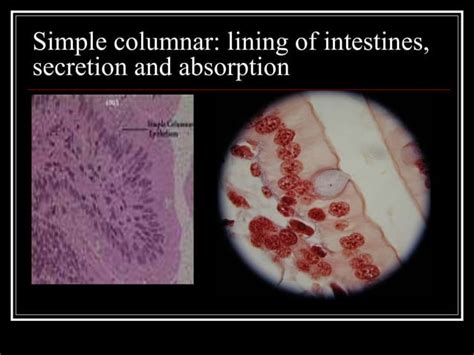 Epithelial Tissue Function And Location Ppt Ppt