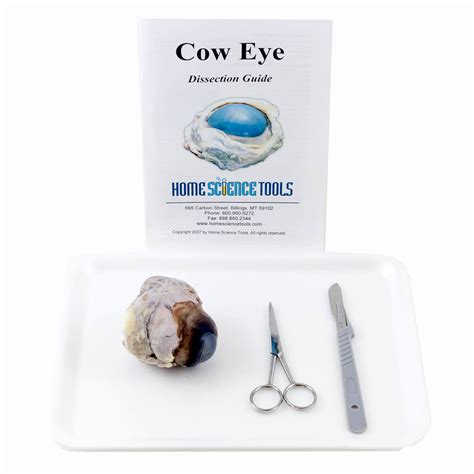 Cow Eye Dissection Lab Procedure