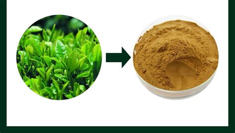 Where Can You Buy Green Tea Extract？ Botaniex