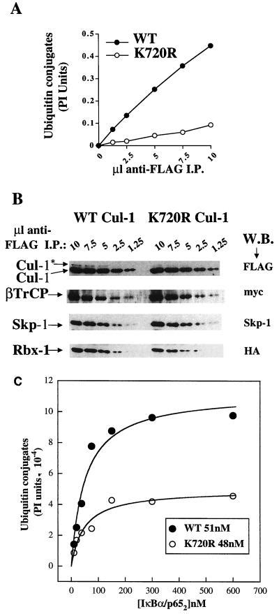 Nedd8 Modification Of Cul 1 Activates Scfβtrcp Dependent Ubiquitination
