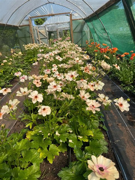 Butterfly Ranunculus Melissa • Amelias Flower Farm