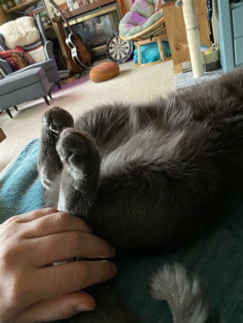 40 Of The Cutest “kitty Cankles” Every Cat Lover Will Perhaps Admire As Shared In This Online