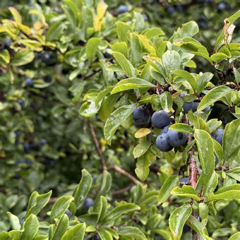 Reeth Show 2025 Dales Radio Local Radio For The Yorkshire Dales