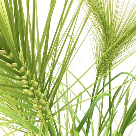 Feather Grass Wheat 3d Model
