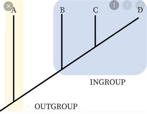Evolutionary Biology Flashcards Quizlet