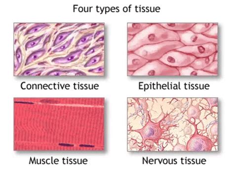 Important Point Notes Tissues Class 9 Pdf Download