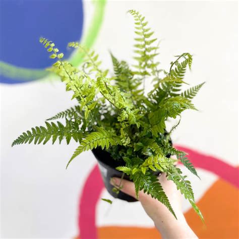 Korean Rock Fern Polystichum Tsussimense British Grown Hardy Eve Sprouts Of Bristol