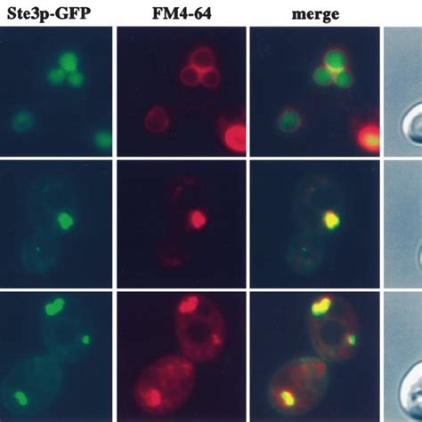 Fm4 64 And Ste3p Gfp Accumulate In The Class E Compartment Of Nhx1