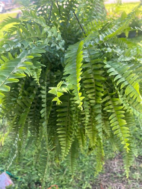 Boston Fern Hanging Basket 8 Inch Live Air Purifying Houseplant
