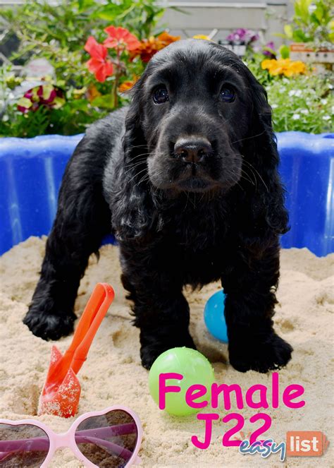 Cocker Spaniel Puppies For Sale