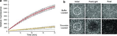 A Thrombin Catalytic Activity Was Assessed Using Commercially