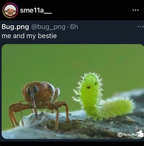 20 Random And Funny Memes That Give Off That Big Bug Energy To Give You