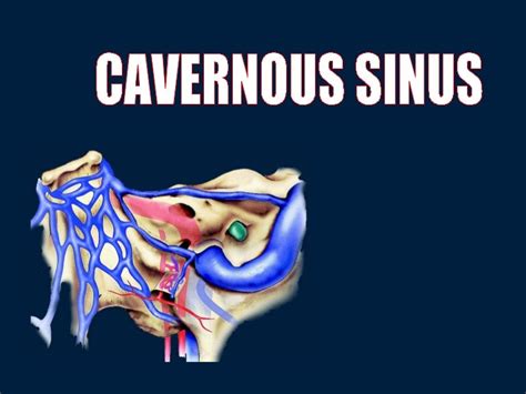 Cavernous Sinus