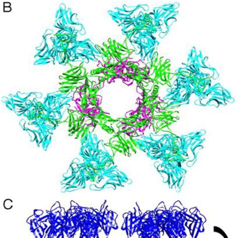 The Crystal Structure Of The Heads Down Conformations Of L Lactis