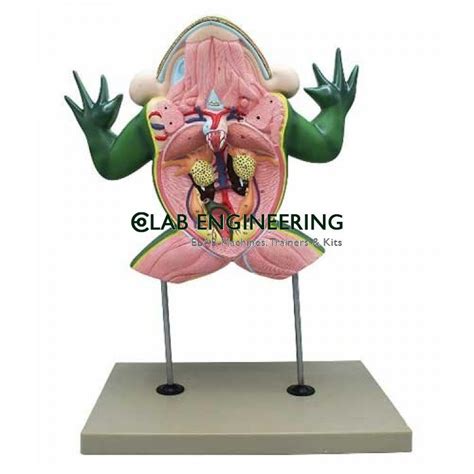 Frog Dissection Model Manufacturers India Suppliers Uae Dubai Argentina Ghana Kenya