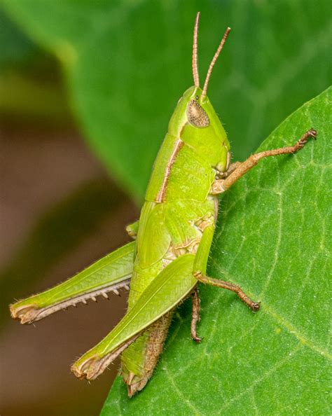 Short Winged Green Grasshopper Short Winged Green Grasshop Flickr