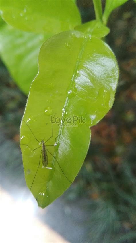 Insectos Después De La Temporada De Lluvias Foto Descarga Gratuita