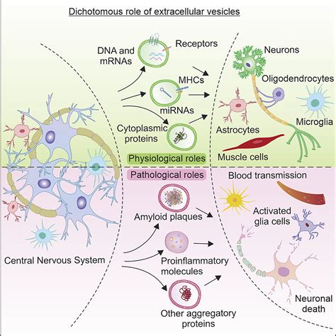 The Dichotomous Role Of Extracellular Vesicles In The Central Nervous