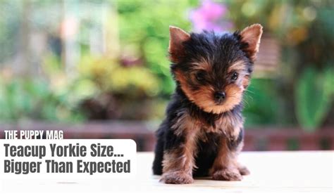 How Big Is A Teacup Yorkies Heart At Chad Espinoza Blog