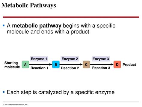 An Introduction To Metabolism Ppt Download