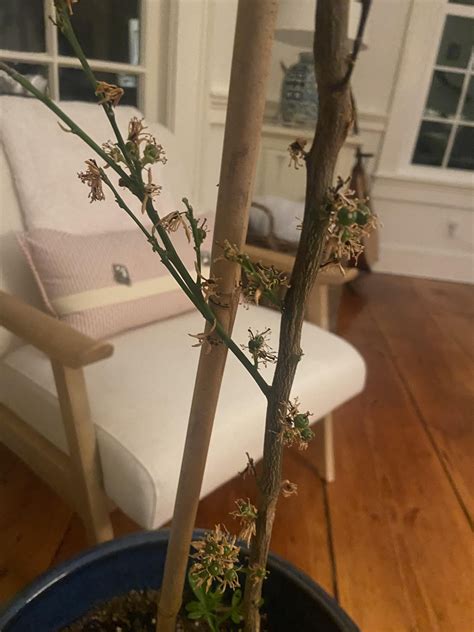 Is My Indoor Clementine A Lost Cause Rplantclinic