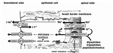 1 Schematic Of Intestinal Enterocyte Adapted From 61 Download
