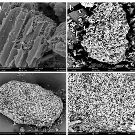 Sem Of Z Mobilis Interaction With Biochar A Biochar In Rm Medium With