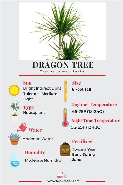9 Tips On How To Care For Your Dragon Tree Dracaena Marginata