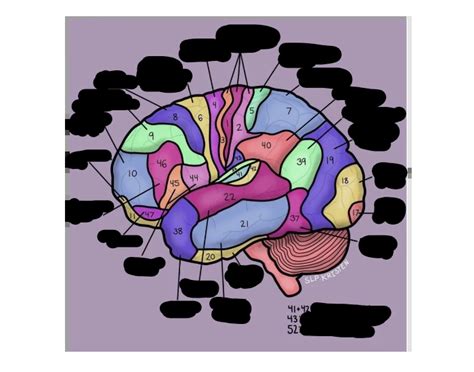 Functional Cortical Map Quiz