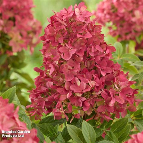 Hydrangea Paniculata Groundbreaker Ruby