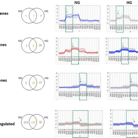 K Means Clustering Of Degs In Ng And Hg Conditions Venn Analysis And