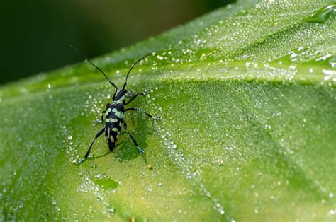 Glenea Parexculta · Inaturalist