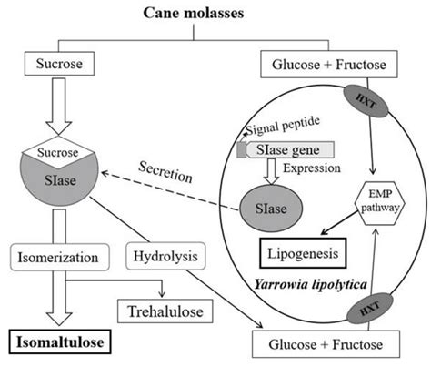 Efficient Conversion Of Cane Molasses Towards High Purity Isomaltulose