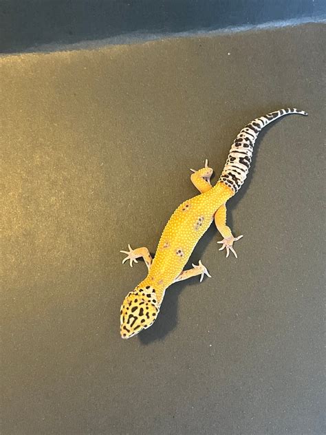 Free Just Pay Shipping Leopard Gecko By Petes Leopards Morphmarket