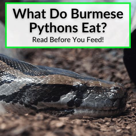 What Do Burmese Pythons Eat Read Before You Feed