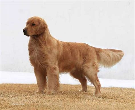 سگ گلدن رتریور تازه ترین های آموزشی نژاد و نگهداری، مراقبت از گلدن ها