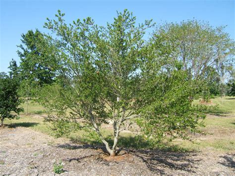 Yaupon Holly Tree