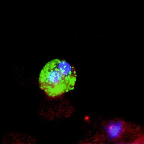 Scatter Diagrams Showing The Relationship Between Rosette Formation And