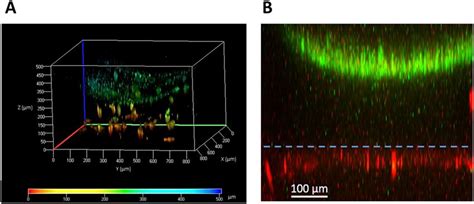 A Confocal Image Of A Bilayer Dermo Epidermal Equivalent Generated In