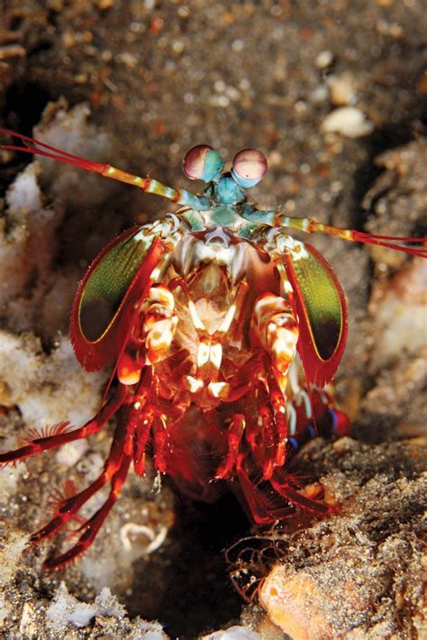 Mantis Shrimp Colorful Speedy Adaptable Britannica
