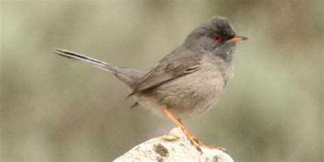 Passeriformi Italiani Passeriformi