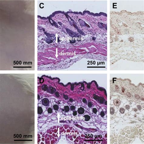 A Schematic Overview Of Dopa Proteins And Dopa In Mussel Adhesion A