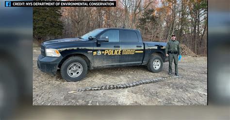 14 Foot Long Python Found Dead On Side Of Long Island Road Cbs New York