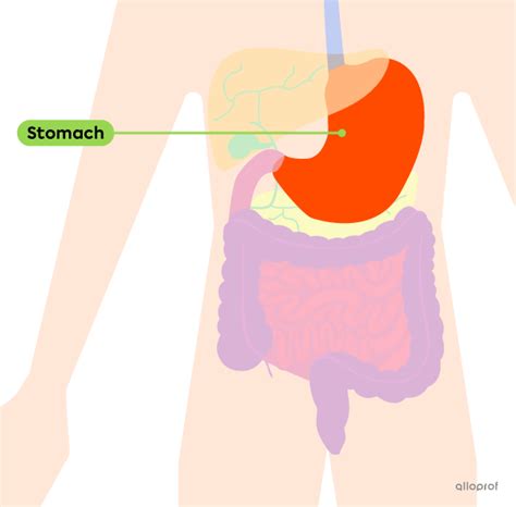 The Digestive System And Anatomy Secondaire Alloprof