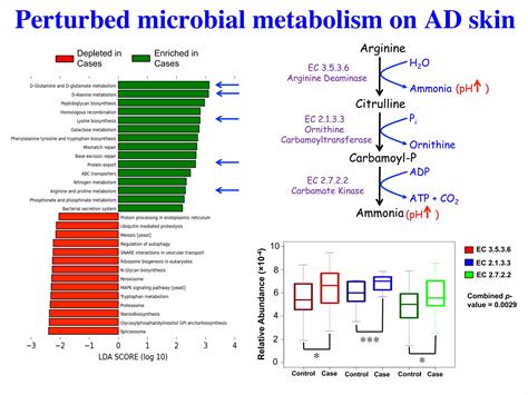 The Role Of The Skin Microbiome In Atopic Dermatitis Eczema Pdf