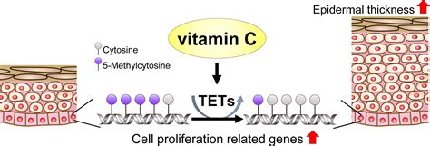 Vitamin C Promotes Epidermal Proliferation By Promoting Dna