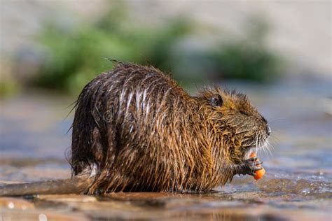 Myocastor Coypus Or Nutria Or Swamp Rat Is Eating Carrot In Water