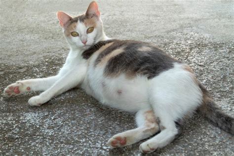 How To Tell If A Nursing Cat Is Pregnant Again 7 Vet Reviewed Signs To