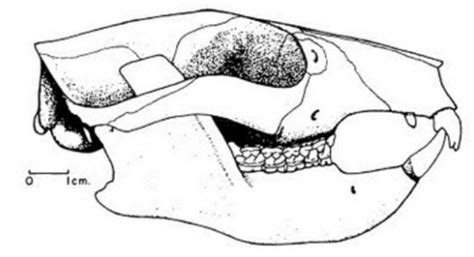 Exam 3 Flashcards Quizlet